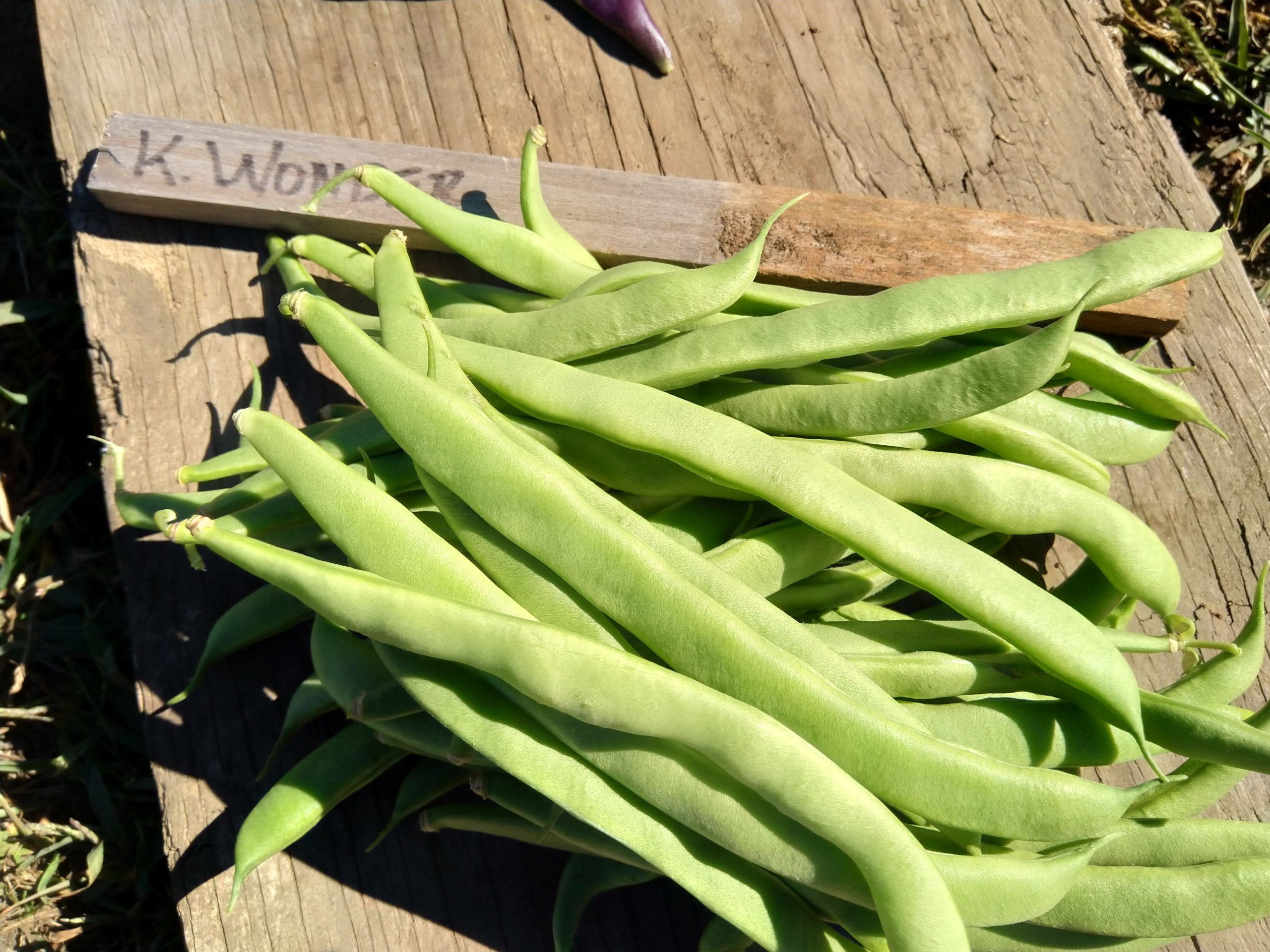 Four Pole Bean Varieties